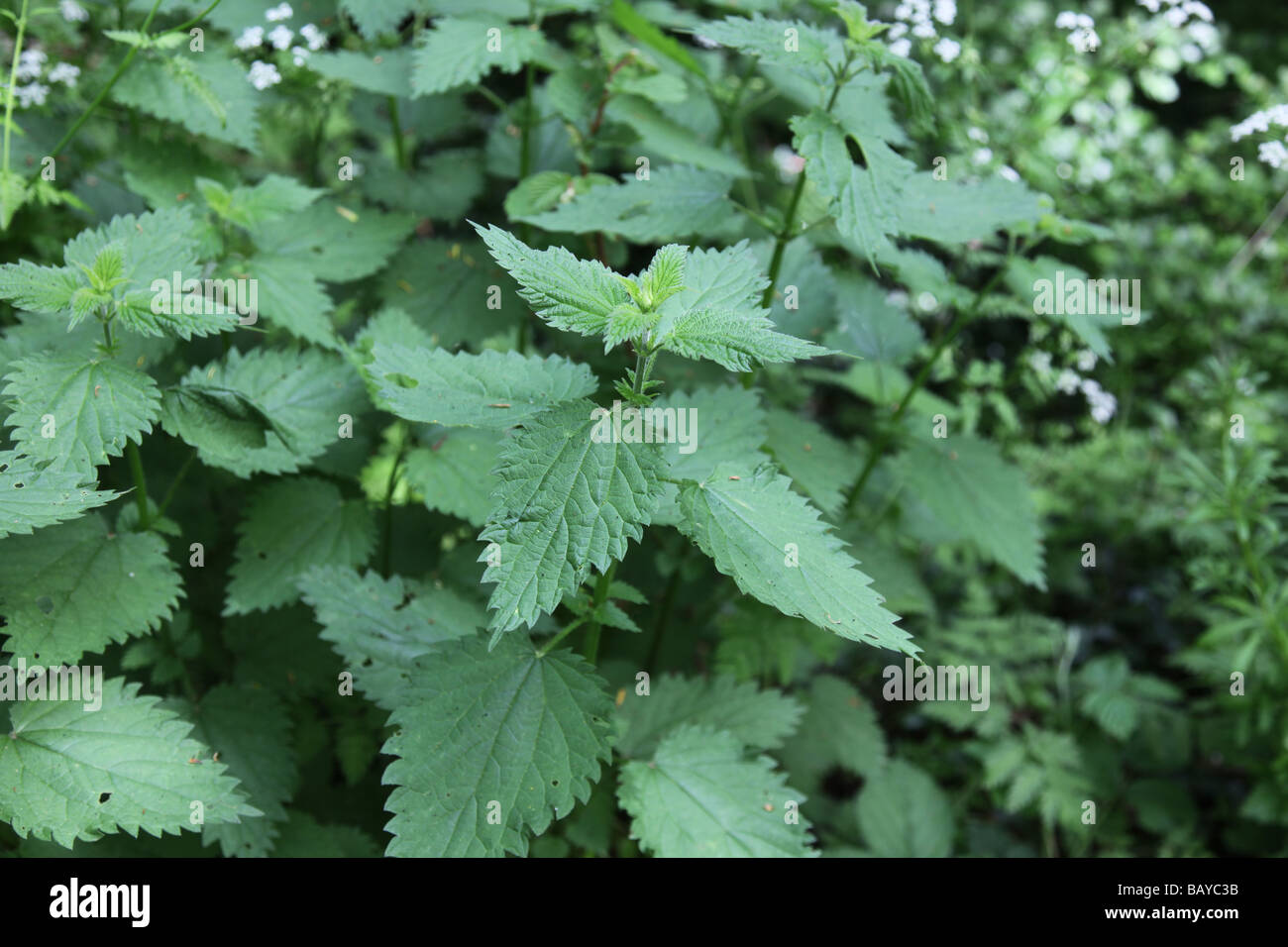 Stinging nettles in the woods at The Woodlands Farm Trust 331 Shooters ...