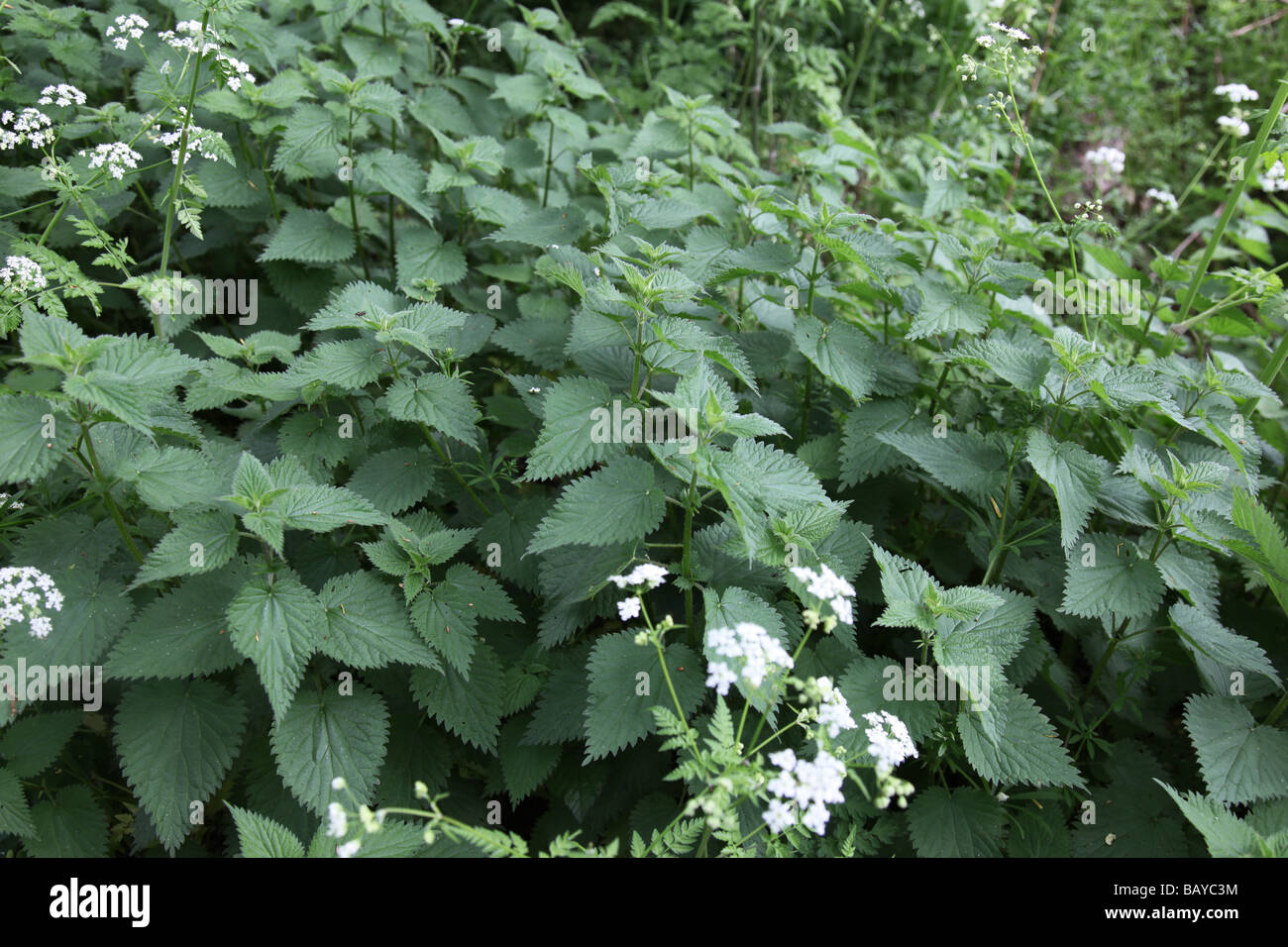 Stinging nettles in the woods at The Woodlands Farm Trust 331 Shooters ...