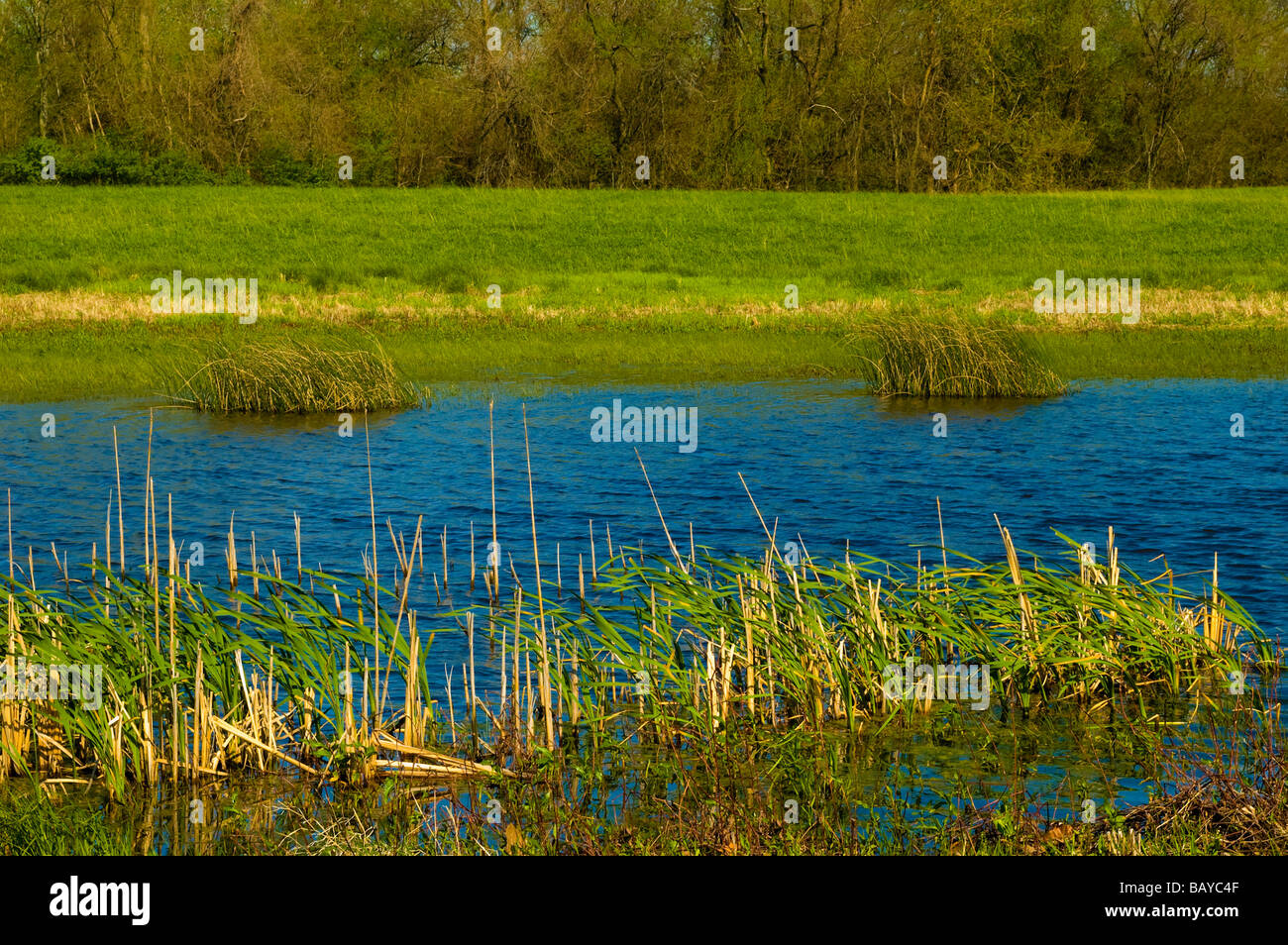 Pond and shoreline Stock Photo - Alamy