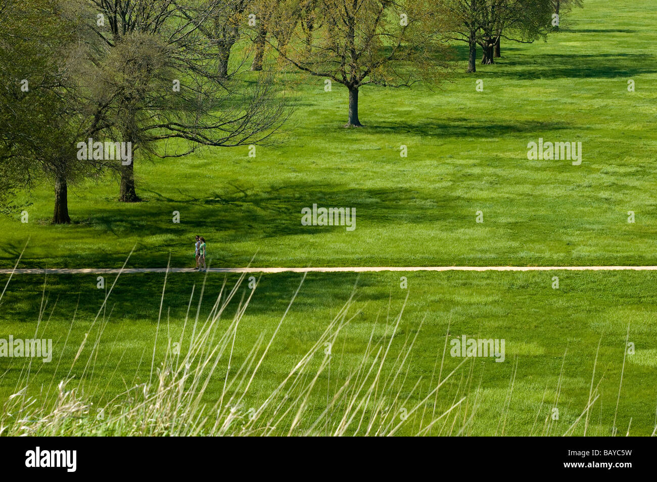 Field path and tree hi-res stock photography and images - Alamy