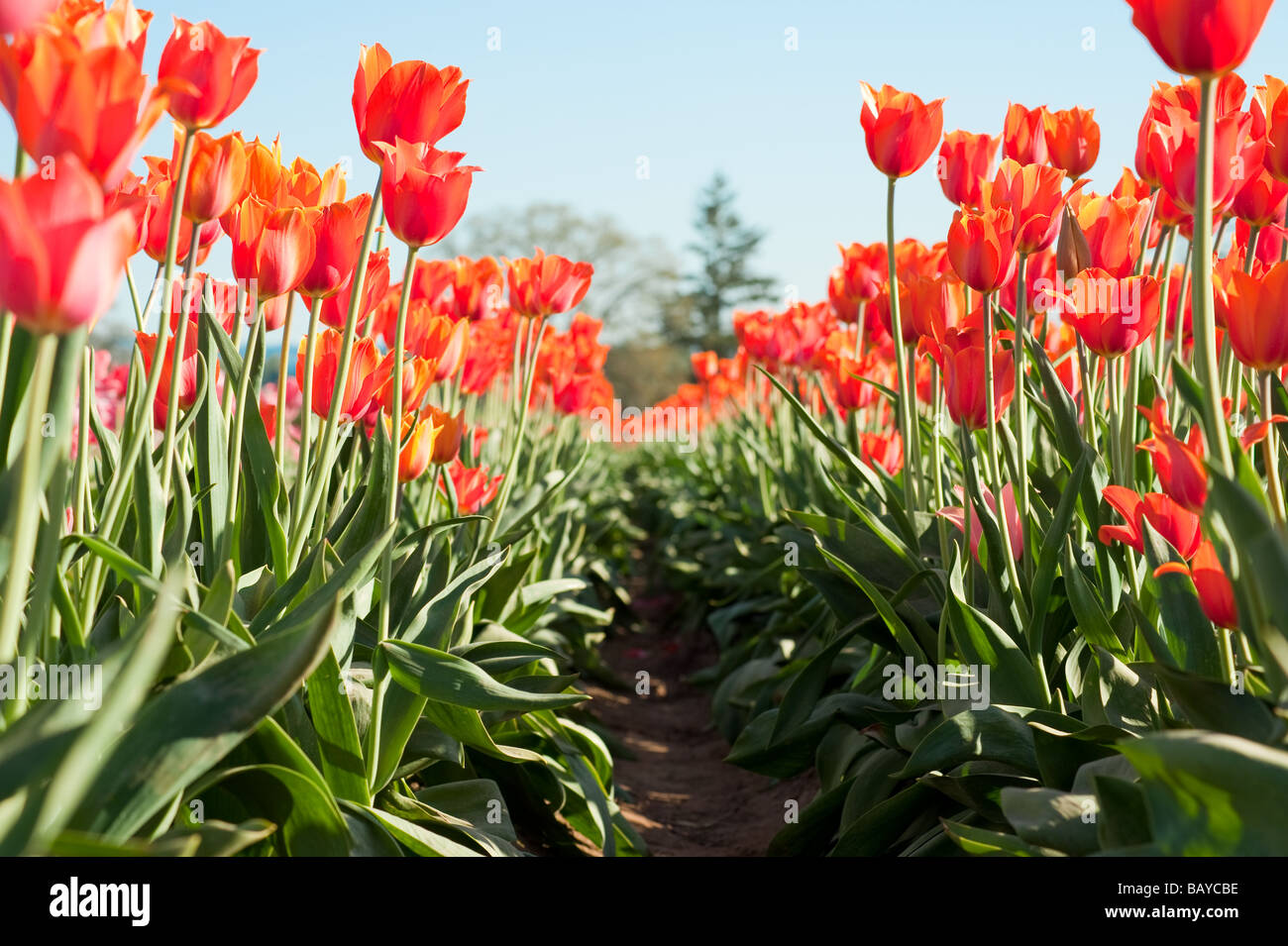A large field of blooming colorful tulips planted in rows Stock Photo ...