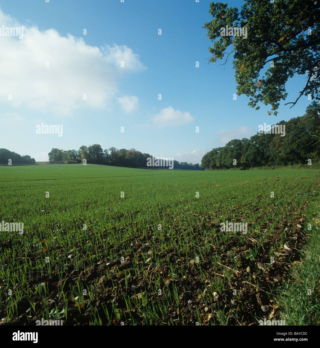 Seeding wheat crop in autumn with trees just beginning to change colour ...