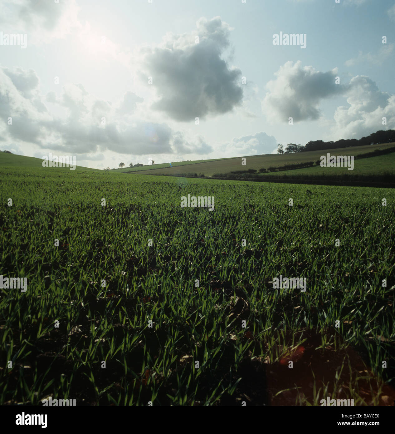 Contre jour image of a young winter wheat crop short after emergence in ...