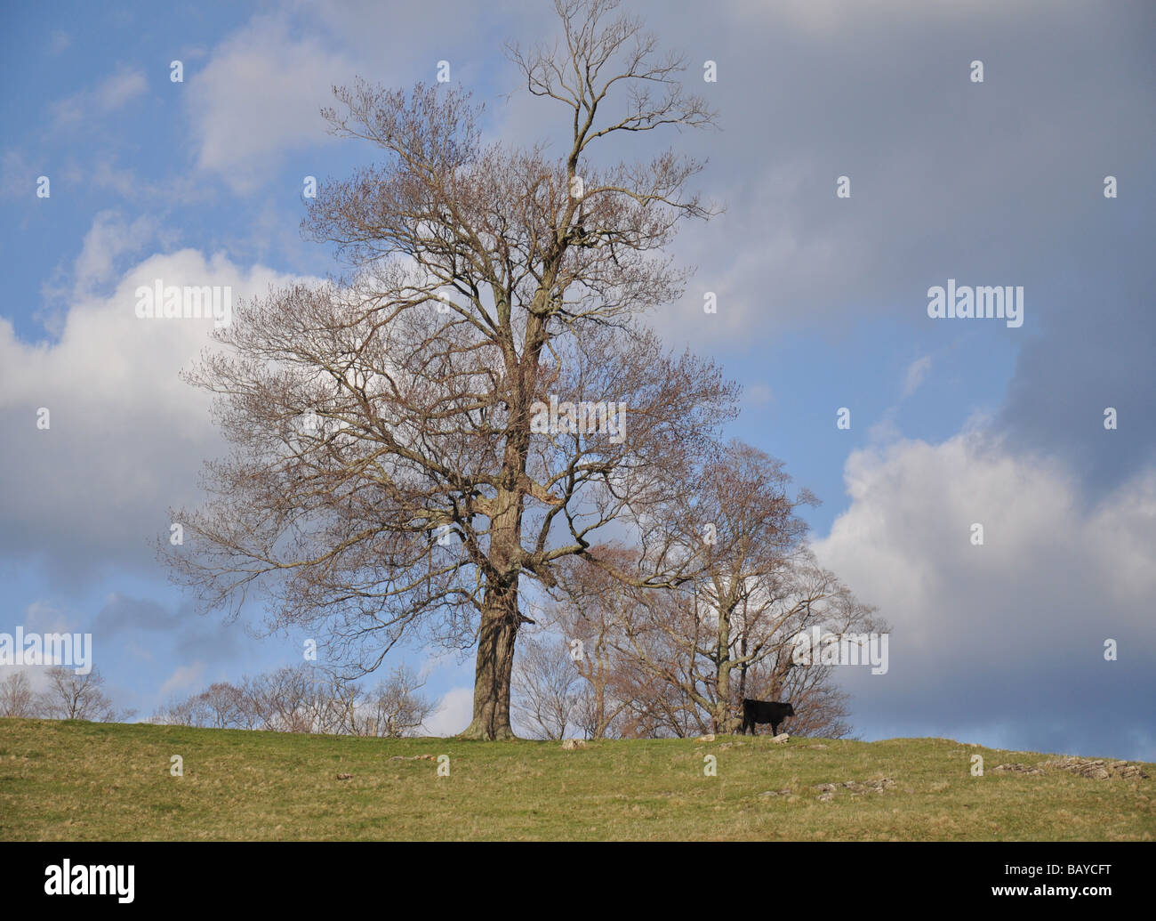 Tree and Cow Stock Photo - Alamy