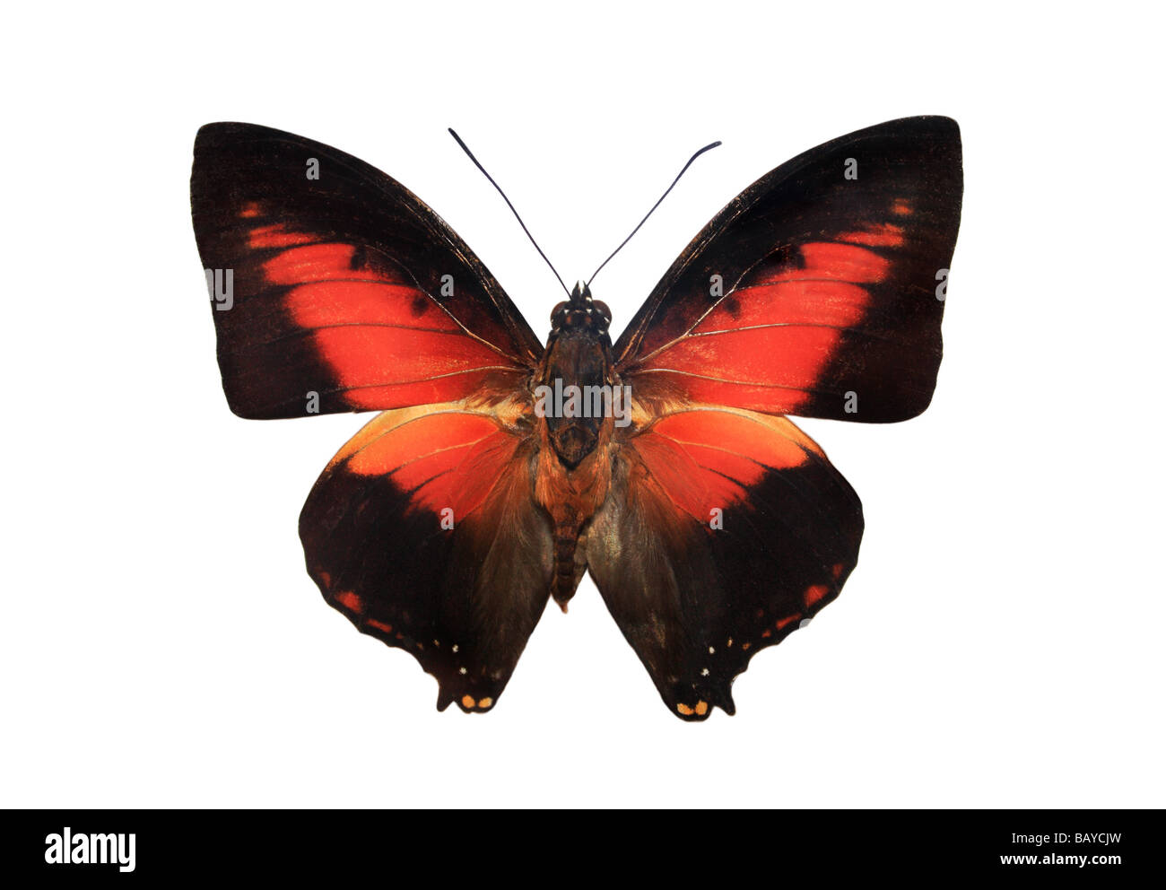 Red black butterfly hi-res stock photography and images - Alamy