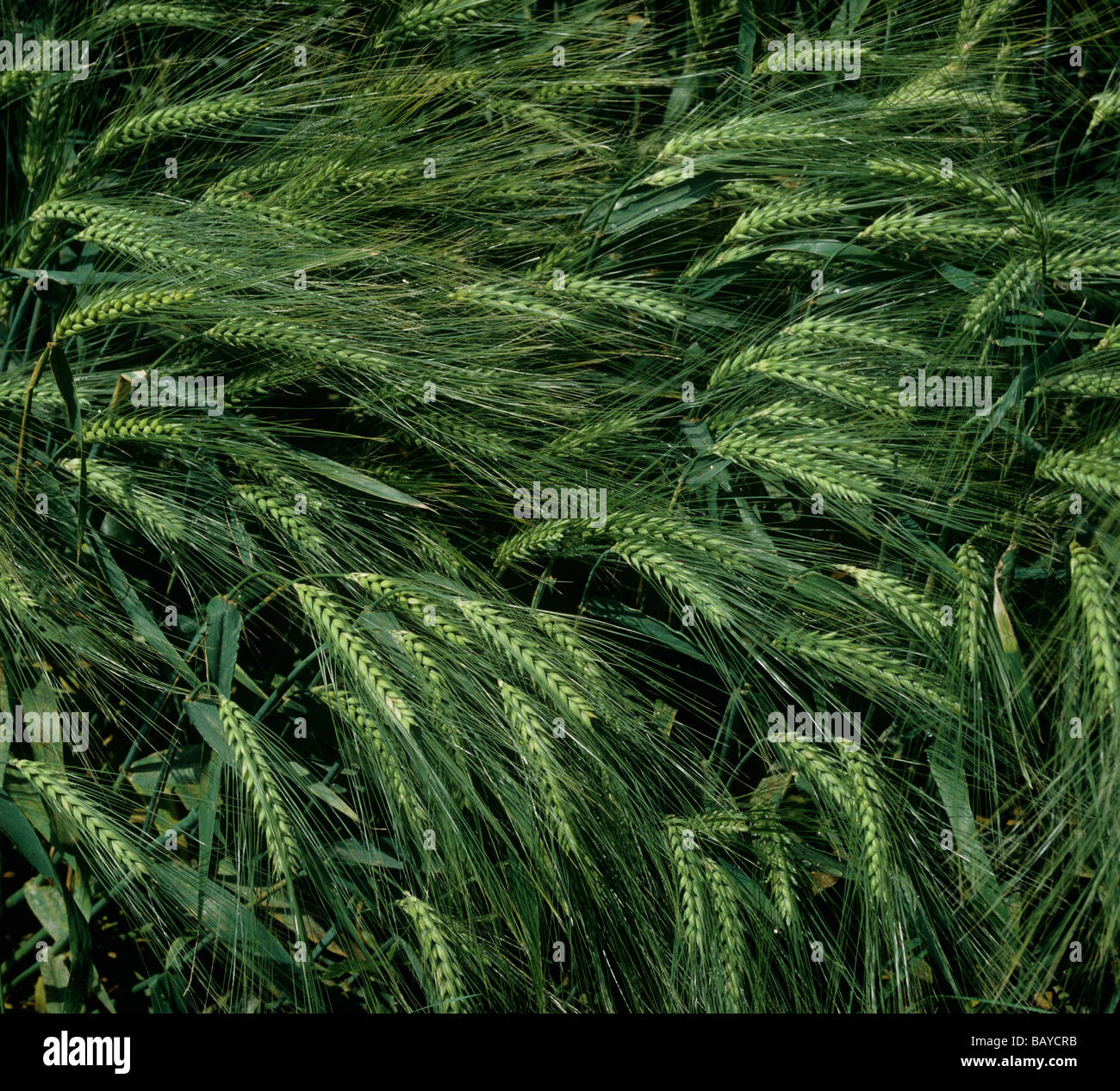 Six row barley hi-res stock photography and images - Alamy
