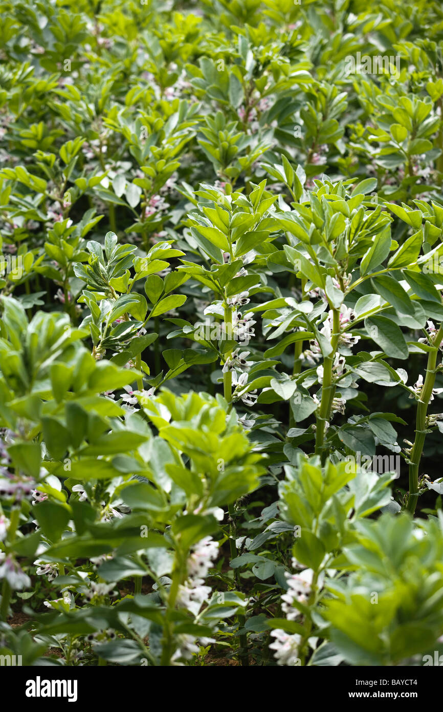 A broadbean crop in flower, COMMON NAME: Broadbean LATIN NAME: Vicia ...