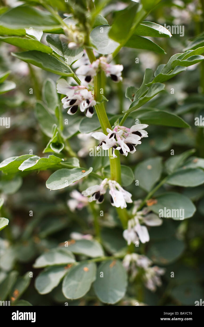 Broad bean flower hi-res stock photography and images - Alamy