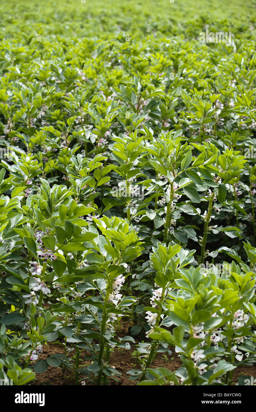 Broadbean High Resolution Stock Photography and Images - Alamy
