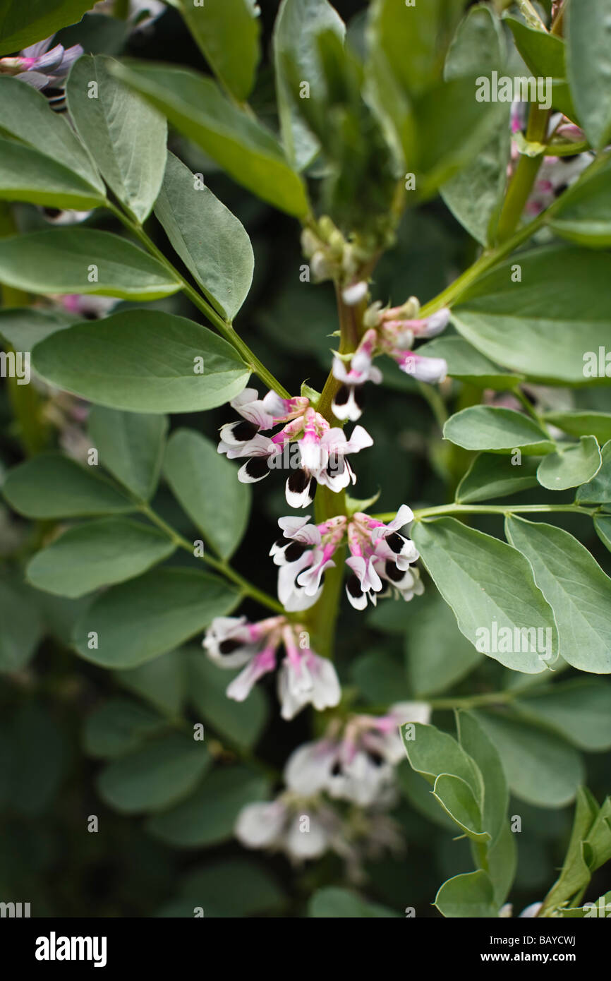 Broad bean flower hi-res stock photography and images - Alamy
