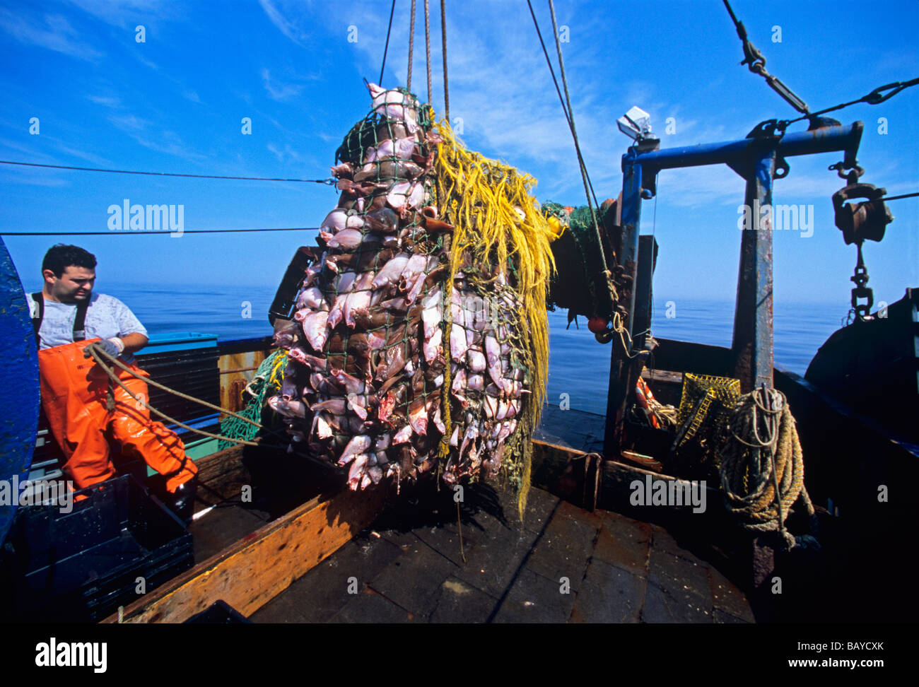 Dragger net full of Codfish and Winter Blackback Flounder Gloucester ...