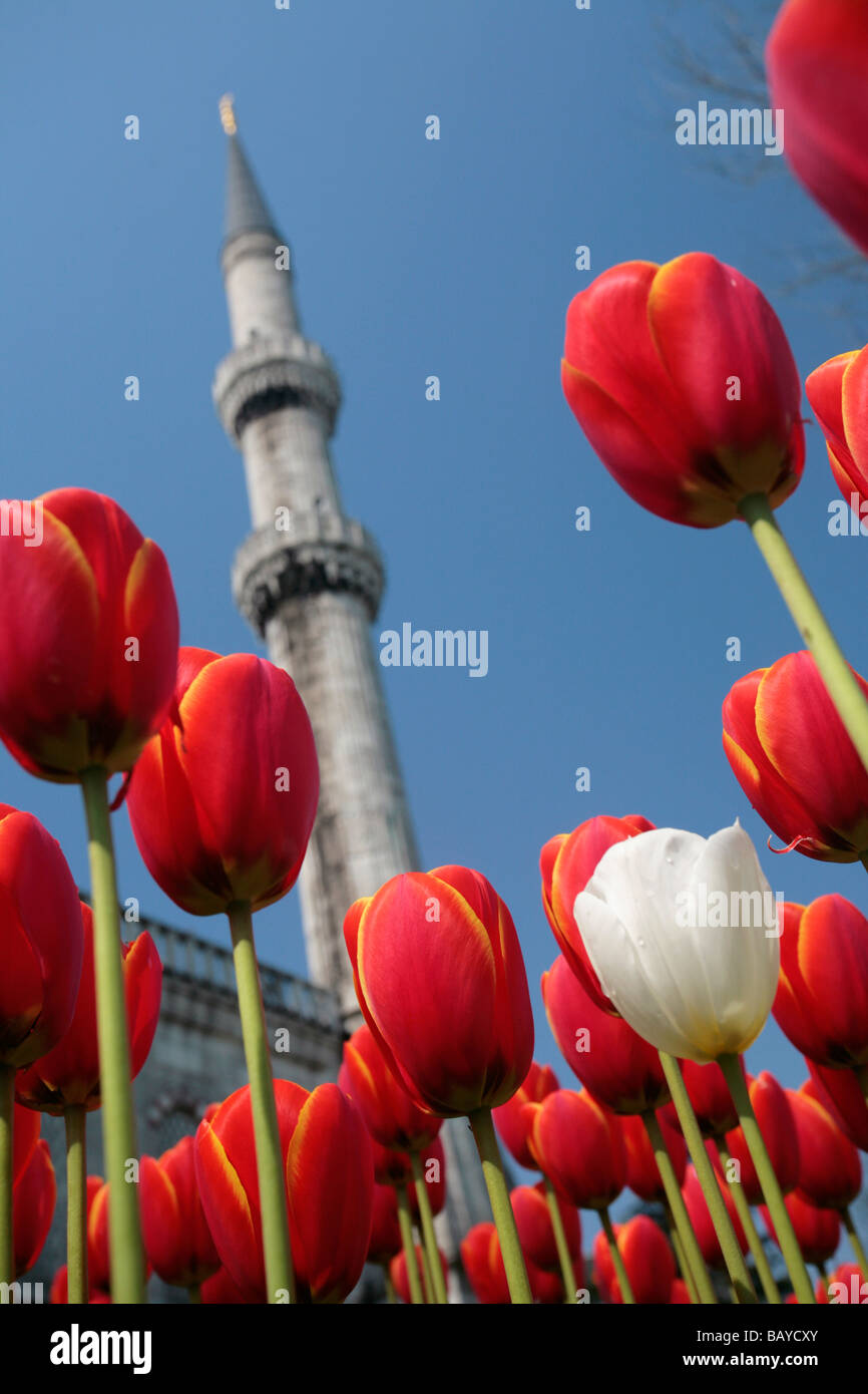 One of the minarets of the Blue Mosque behind flowering tulips in ...