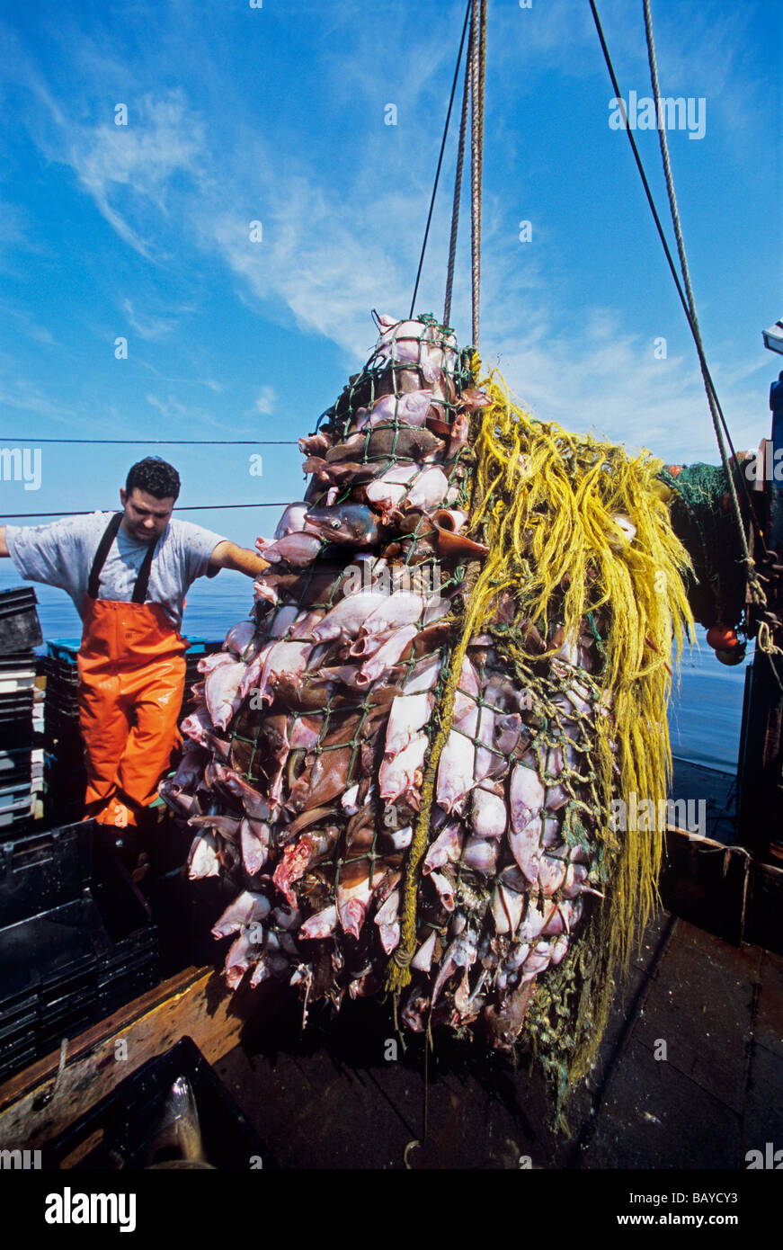 Dragger net full of Codfish and Winter Blackback Flounder Gloucester ...