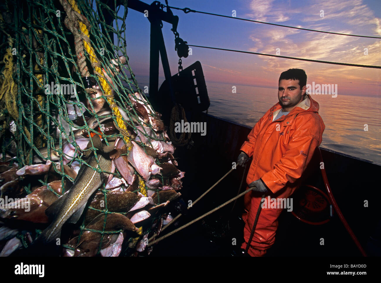 Dragger net full of Codfish and Winter Blackback Flounder Gloucester ...