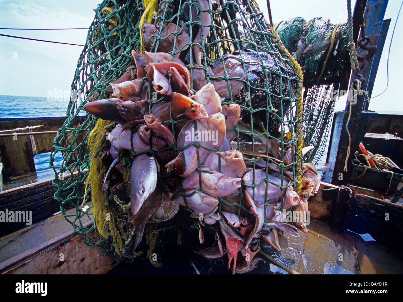 Dragger net full of Codfish and Winter Blackback Flounder Gloucester ...