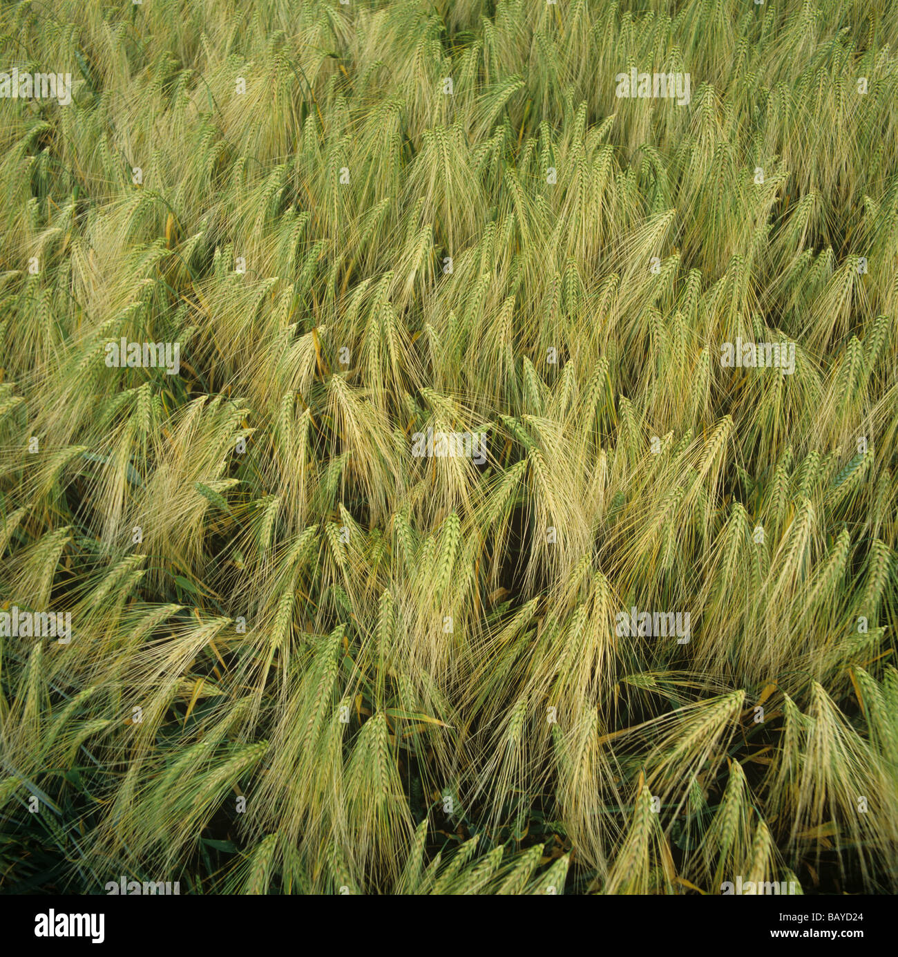 Ears of ripening barley hi-res stock photography and images - Alamy
