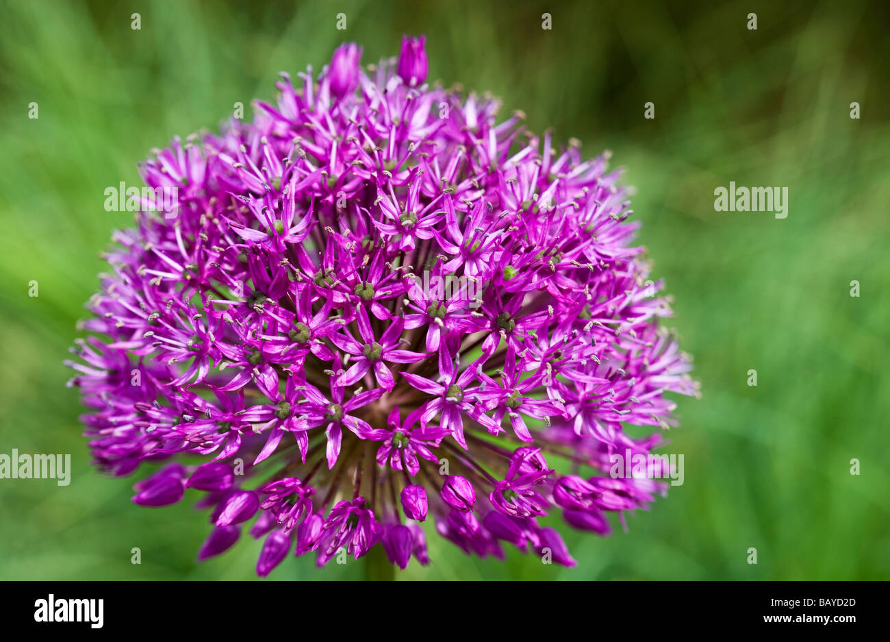 Allium up close hi-res stock photography and images - Alamy