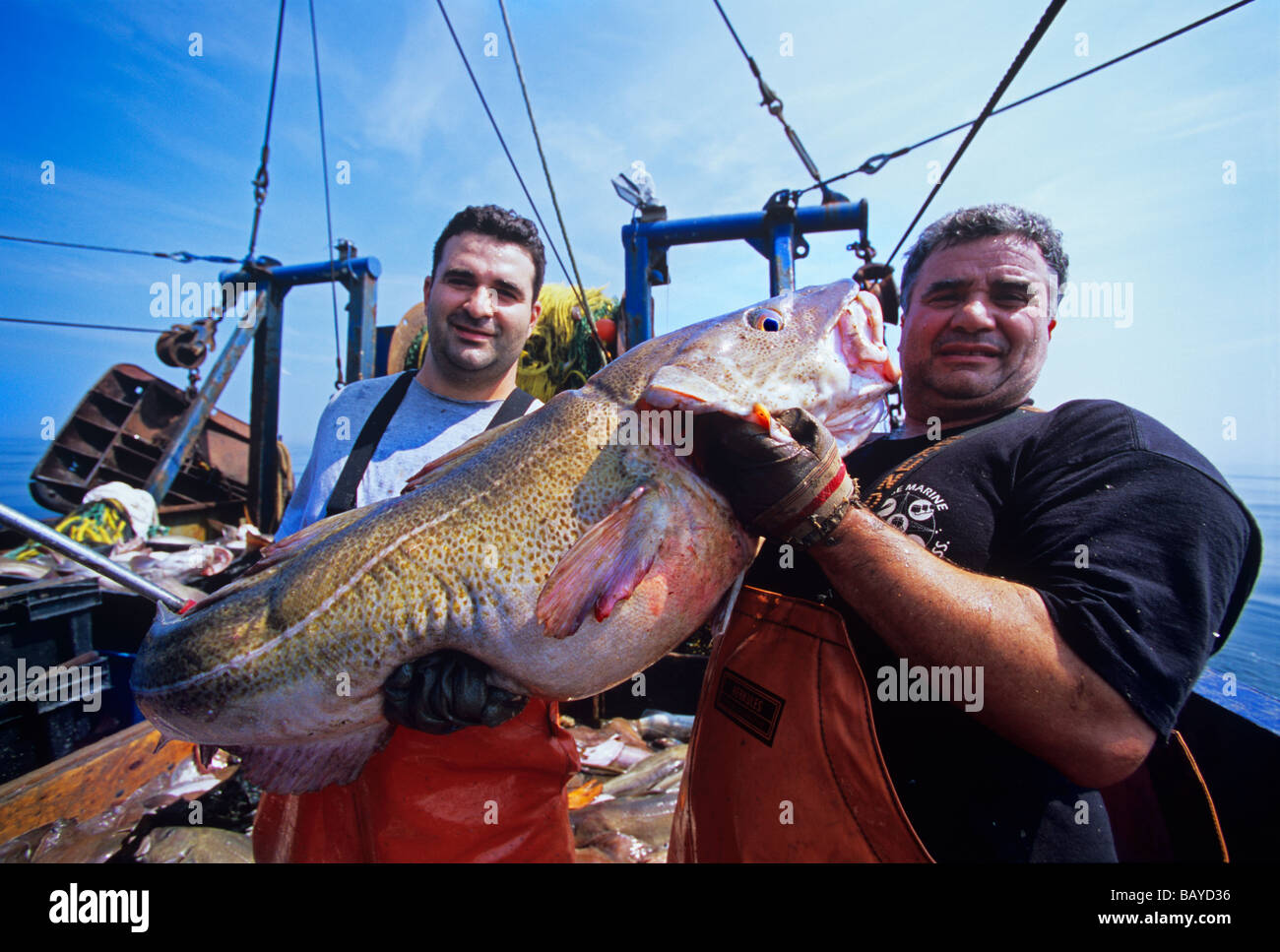 Giant cod hi-res stock photography and images - Alamy