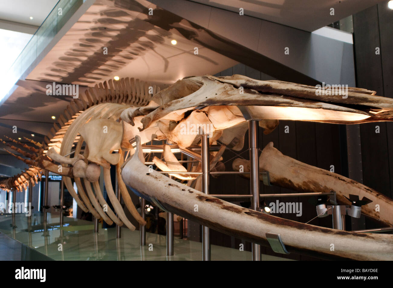 Blue Whale Melbourne Museum Melbourne Victoria Australia Stock Photo ...