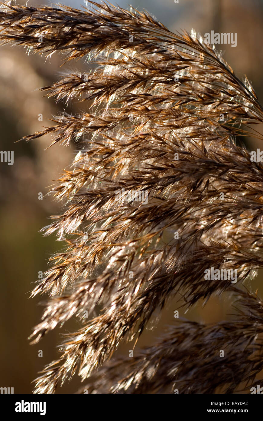 Common reed, Phragmites australis Stock Photo - Alamy