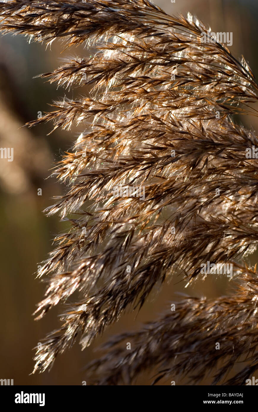 Common reed, Phragmites australis Stock Photo - Alamy
