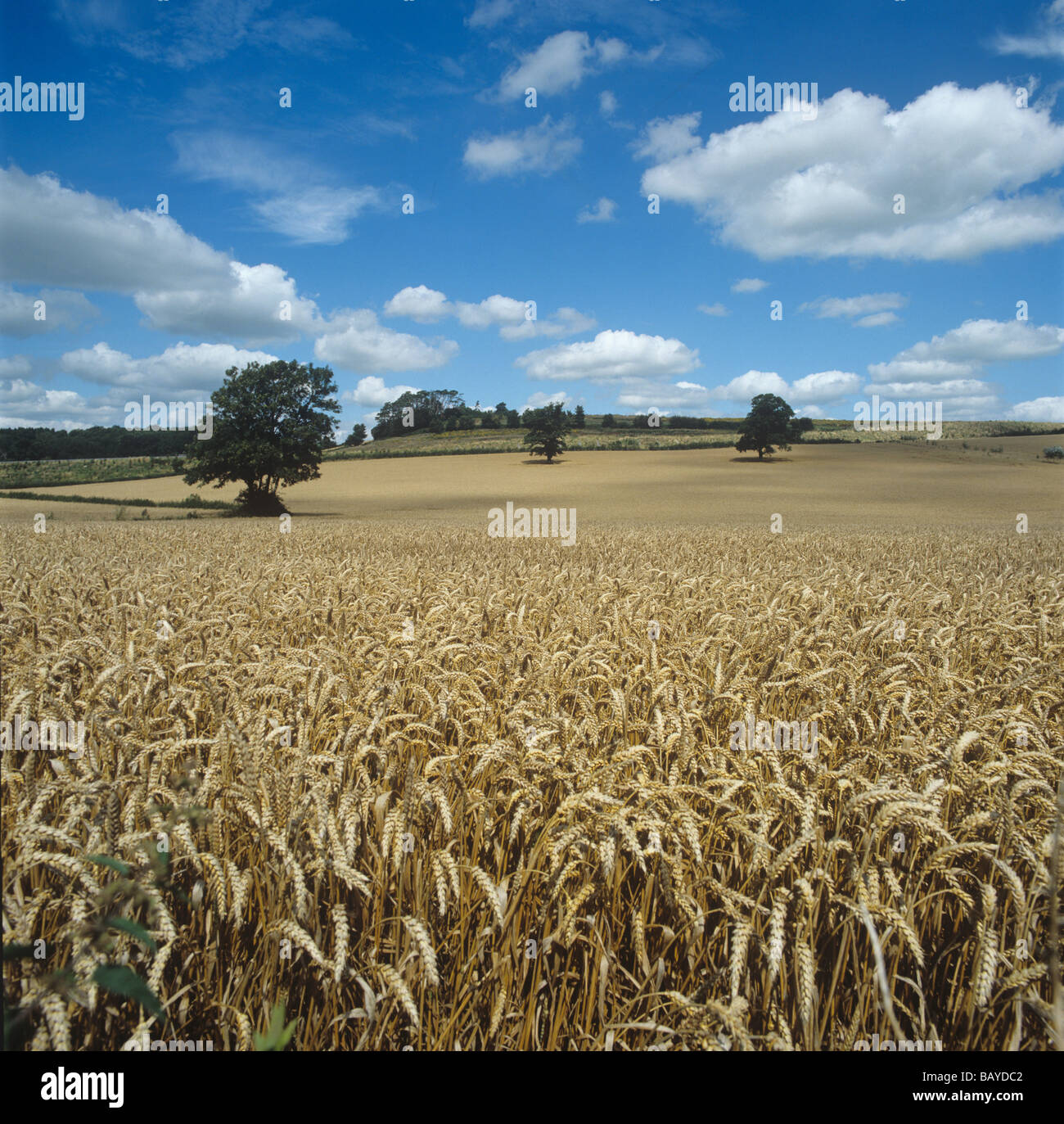 Ripe winter wheat crop on a fine summer day Somerset Stock Photo - Alamy