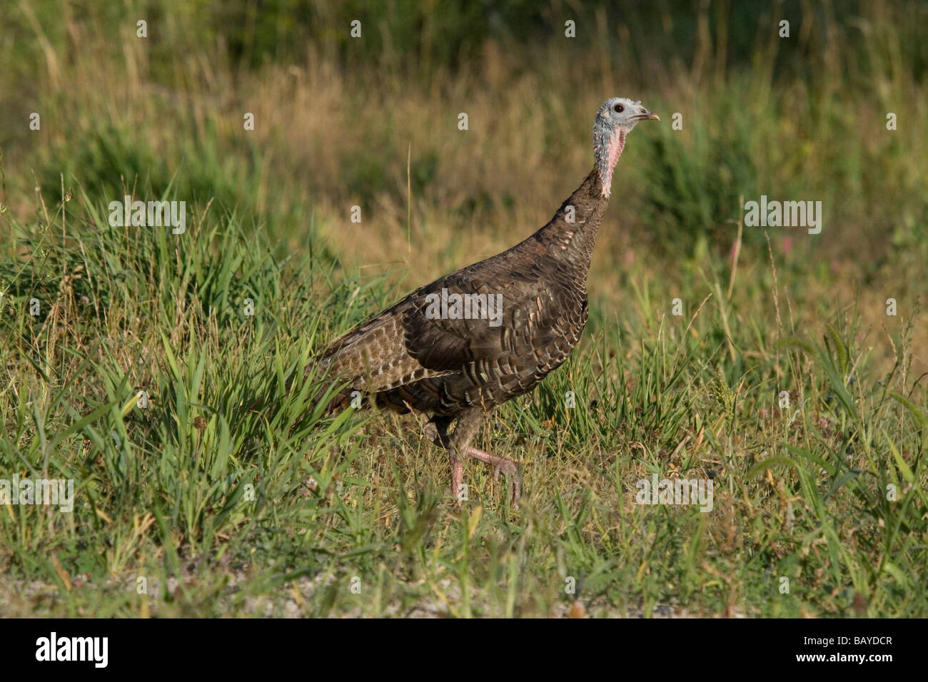 Female Wild Turkey With Beard