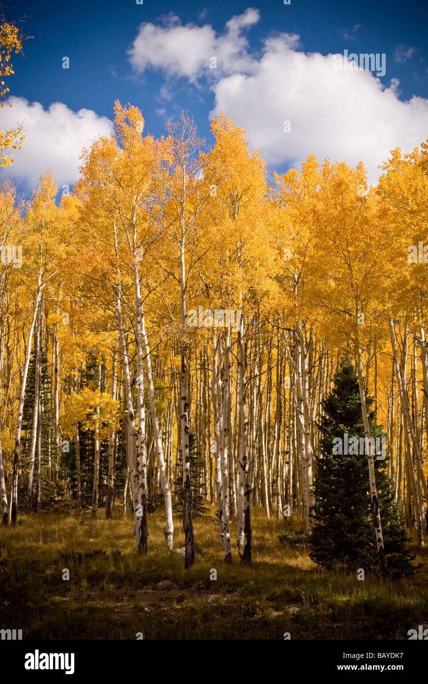 Gold aspens hi-res stock photography and images - Alamy