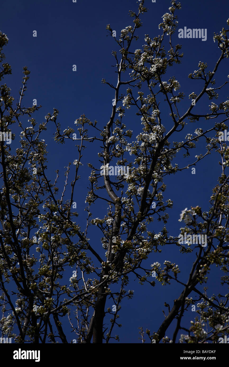 white blossom trees, Napa Valley, California Stock Photo - Alamy