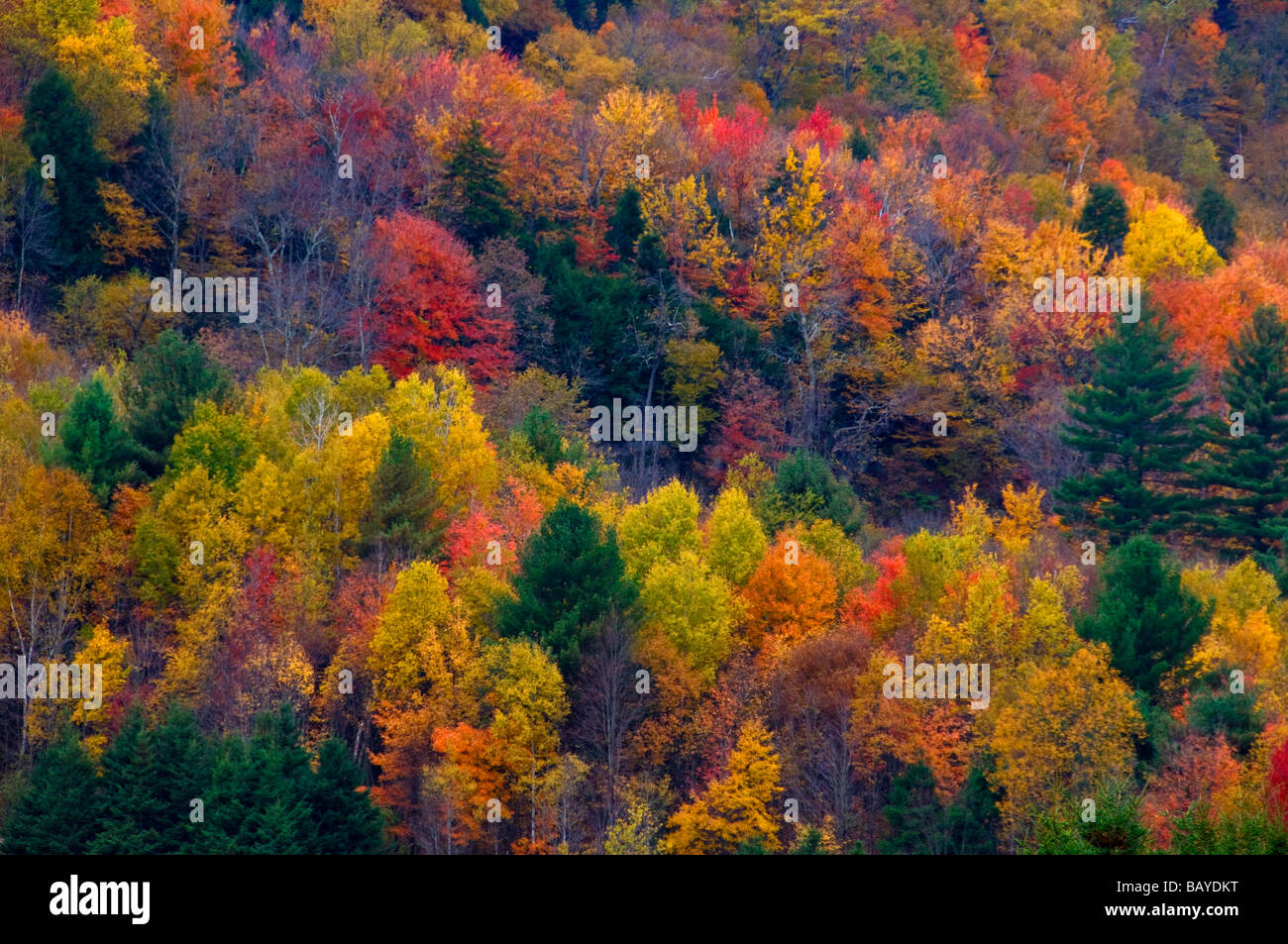 Autumn quebec hi-res stock photography and images - Alamy