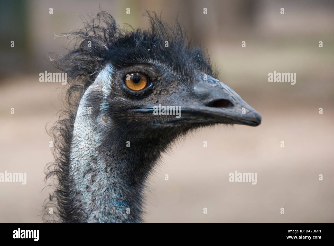 Emu head hi-res stock photography and images - Alamy