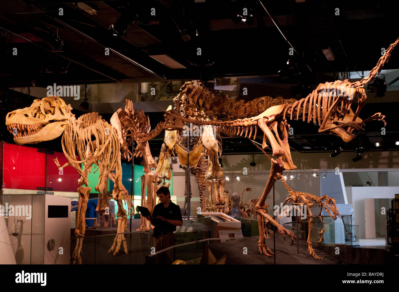 Dinosaurs and museum curator Melbourne Museum Melbourne Victoria ...