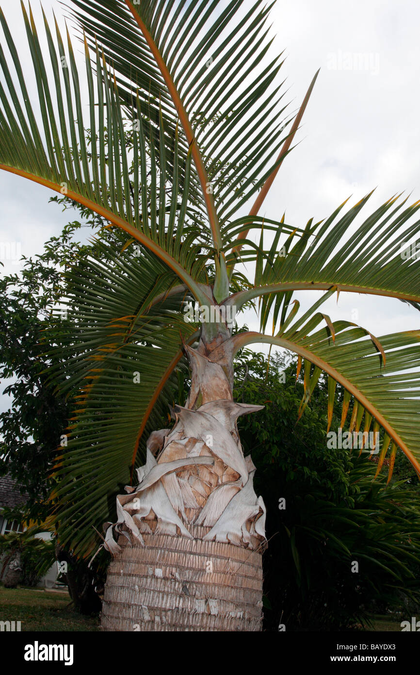 Young palm tree Stock Photo - Alamy