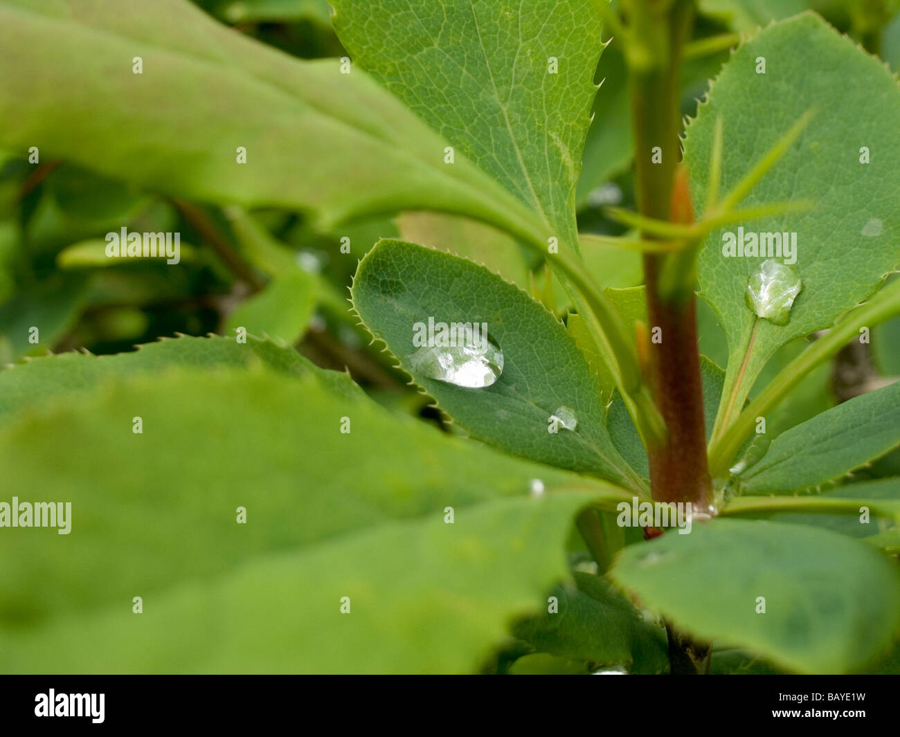 Dew on leaves Stock Photo - Alamy
