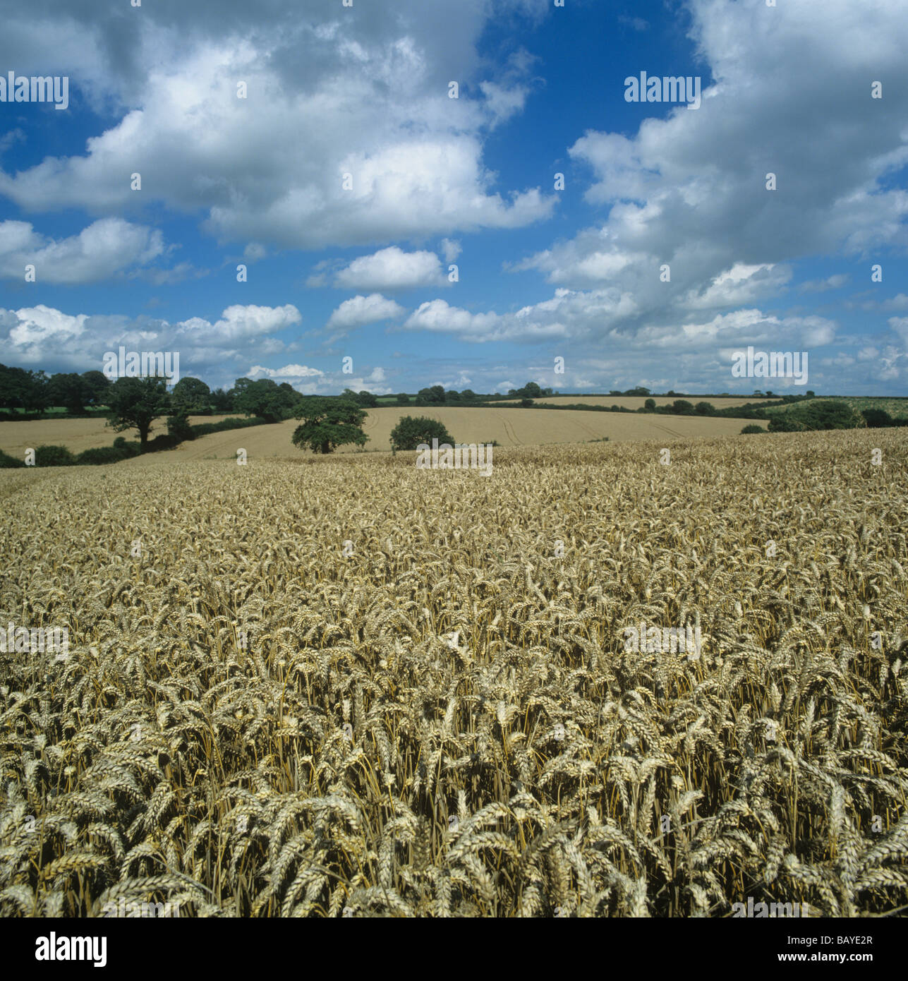 Ripe winter wheat crop with isolated oak trees on a fine summer day ...