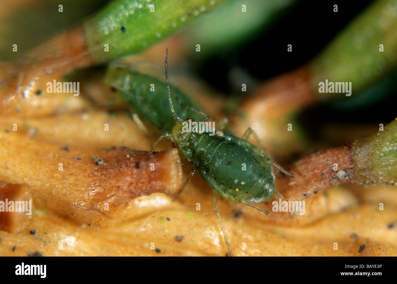 Green spruce aphid Elatobium abietinum on Norway spruce Stock Photo - Alamy
