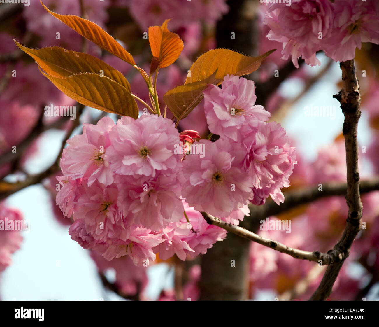 Pink Cherry Blossom, Staveley Road, Chiswick Stock Photo - Alamy