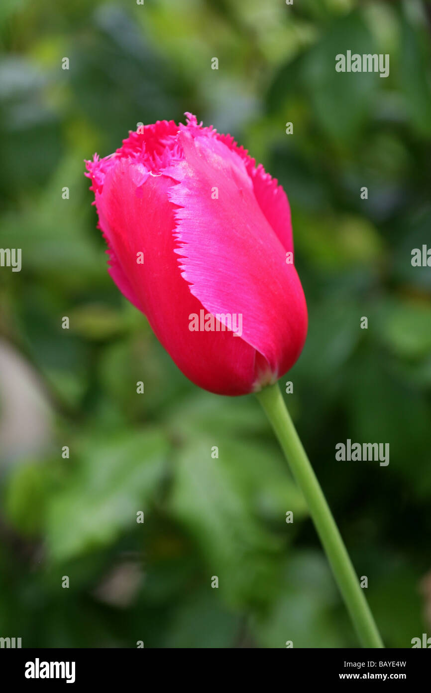 Single red tulip Stock Photo - Alamy