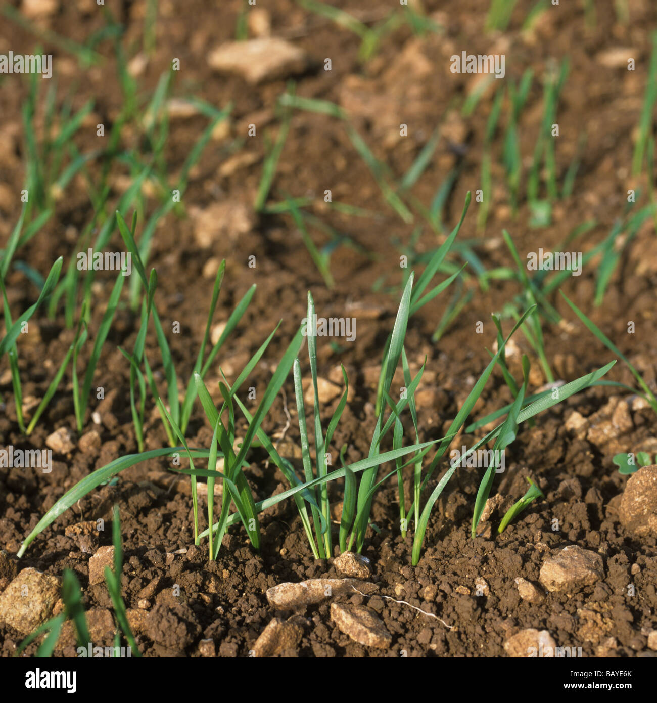 Seedling wheat crop at stage 12 shortly after emergence Stock Photo - Alamy