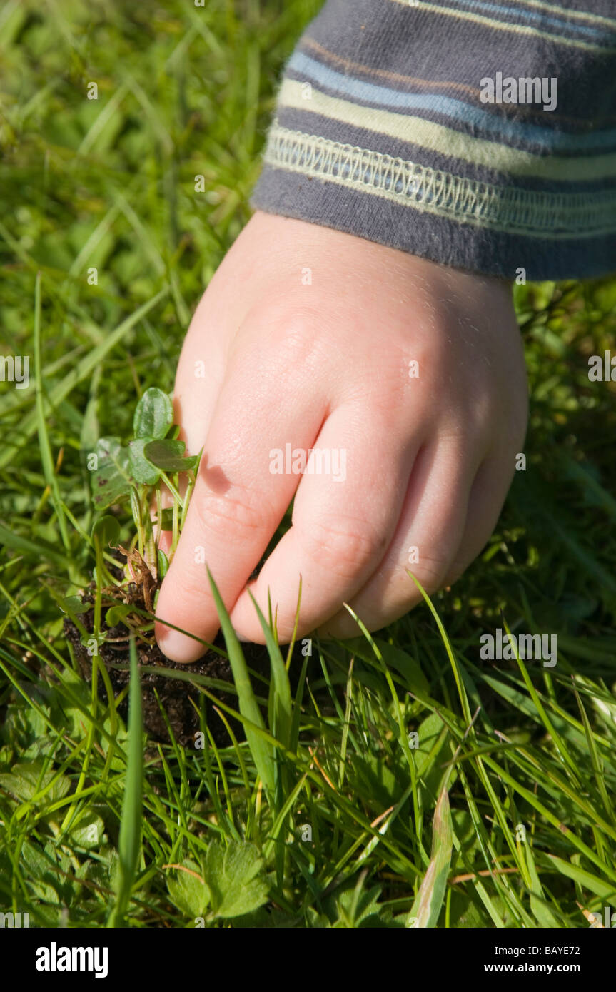 Hand of small boy planting wild flower Stock Photo - Alamy