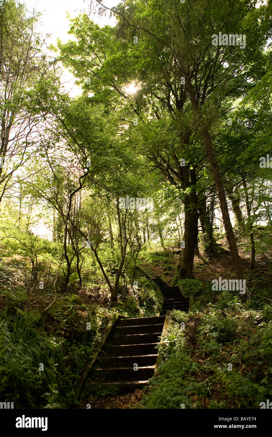Steps Through Woodland Stock Photo - Alamy Steps Through Woodland Stock Photo - Alamy
