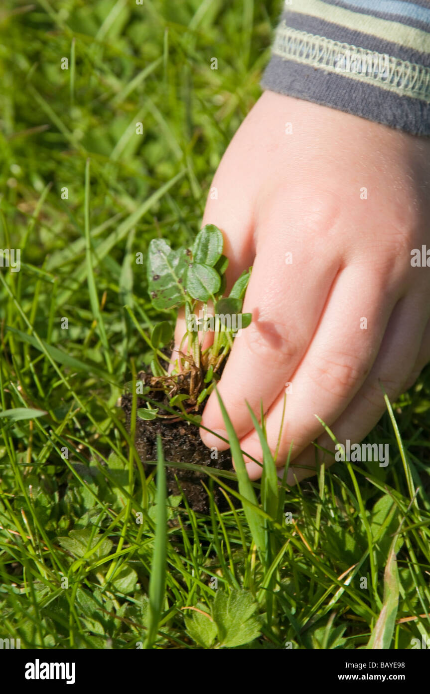 Hand of small boy planting wild flower Stock Photo - Alamy