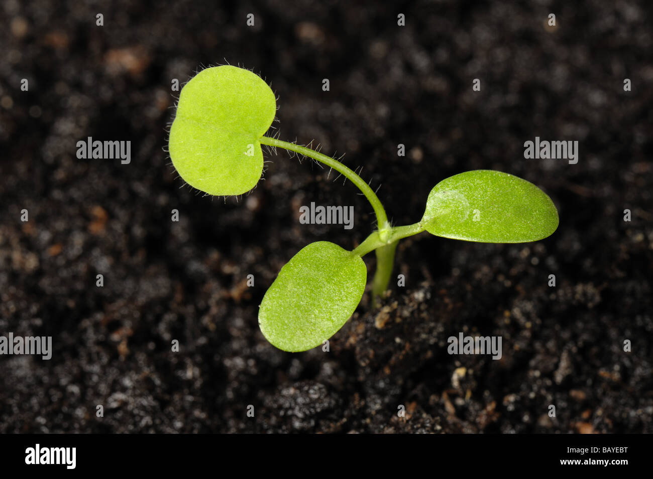 Red clover Trifolium pratense seedling plant cotyledons and first true ...