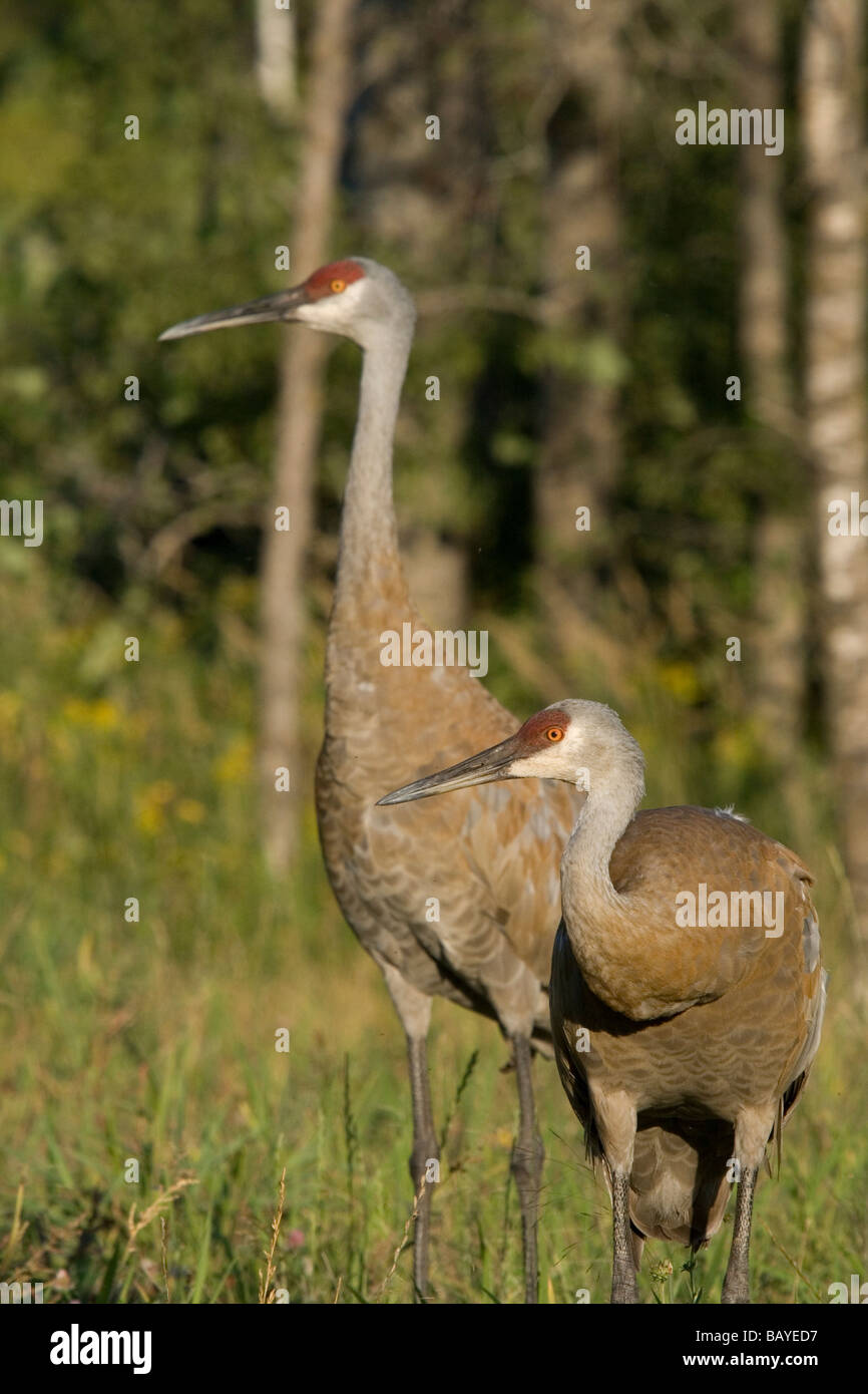 Sandhill cranes fall migration hi-res stock photography and images - Alamy