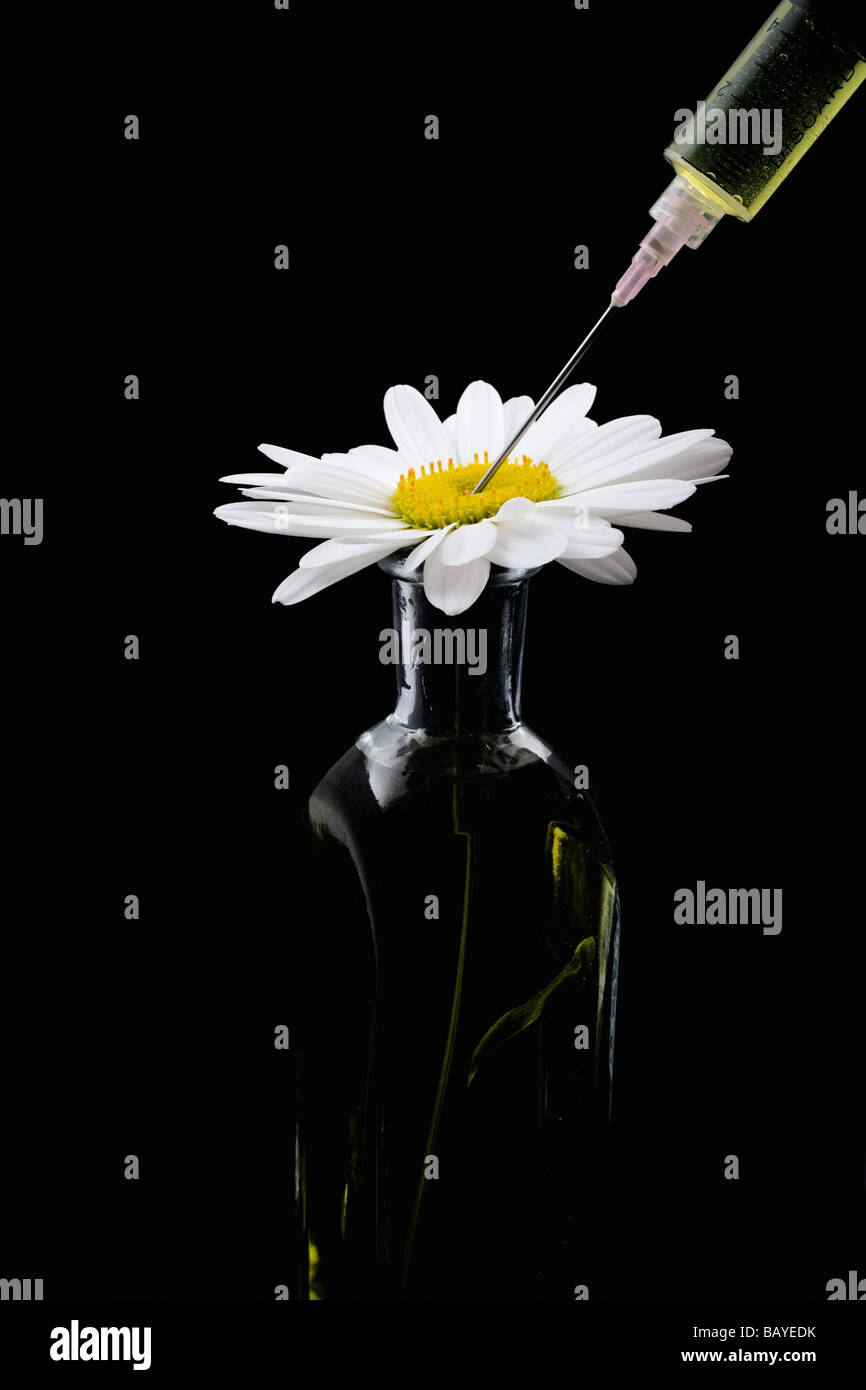 Daisy and syringe Stock Photo - Alamy