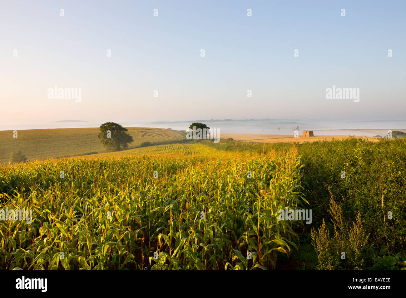 Agricultural crop field growing in rural mid Devon England September ...