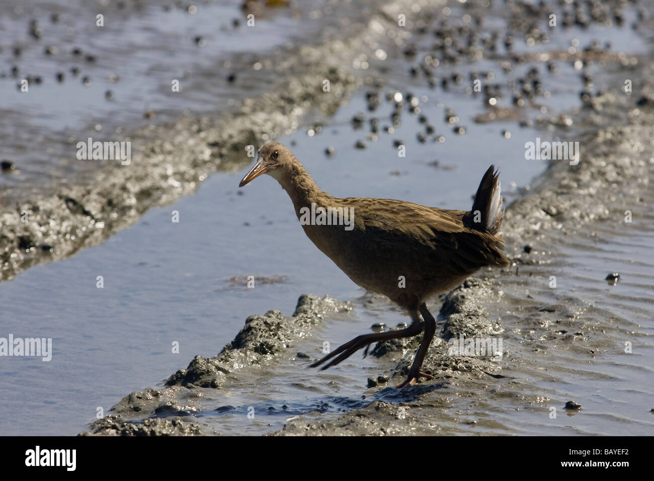 Endangered California Clapper Rail in Hayward Regional Shoreline ...