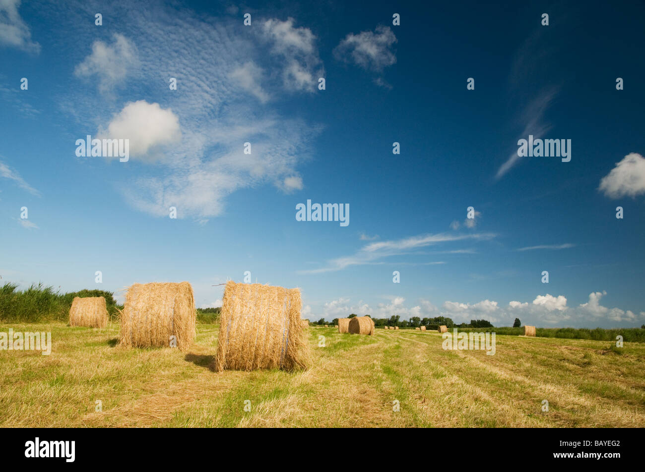 Harvest hay drying in the fields Stock Photo - Alamy