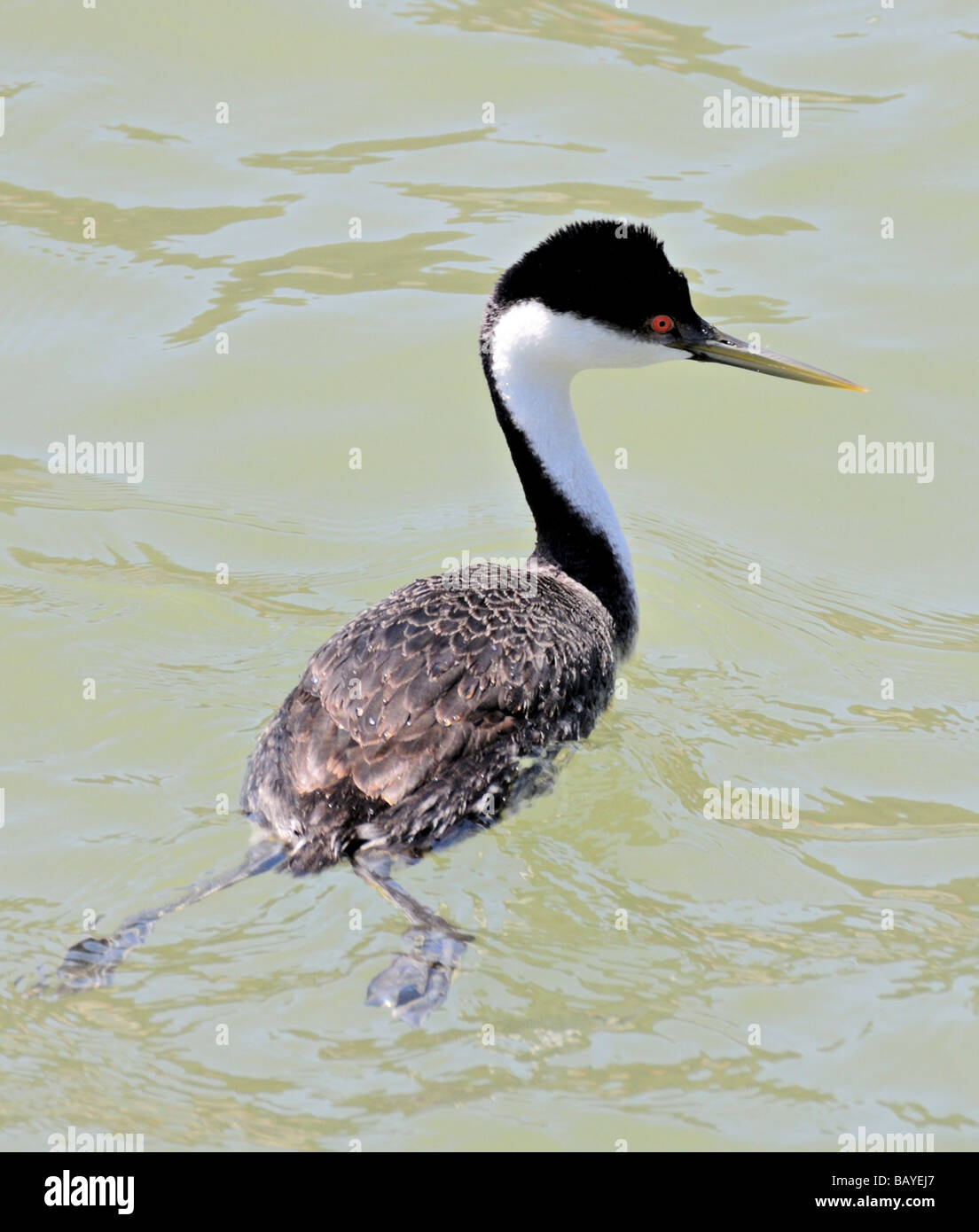 Grebe bird hi-res stock photography and images - Alamy