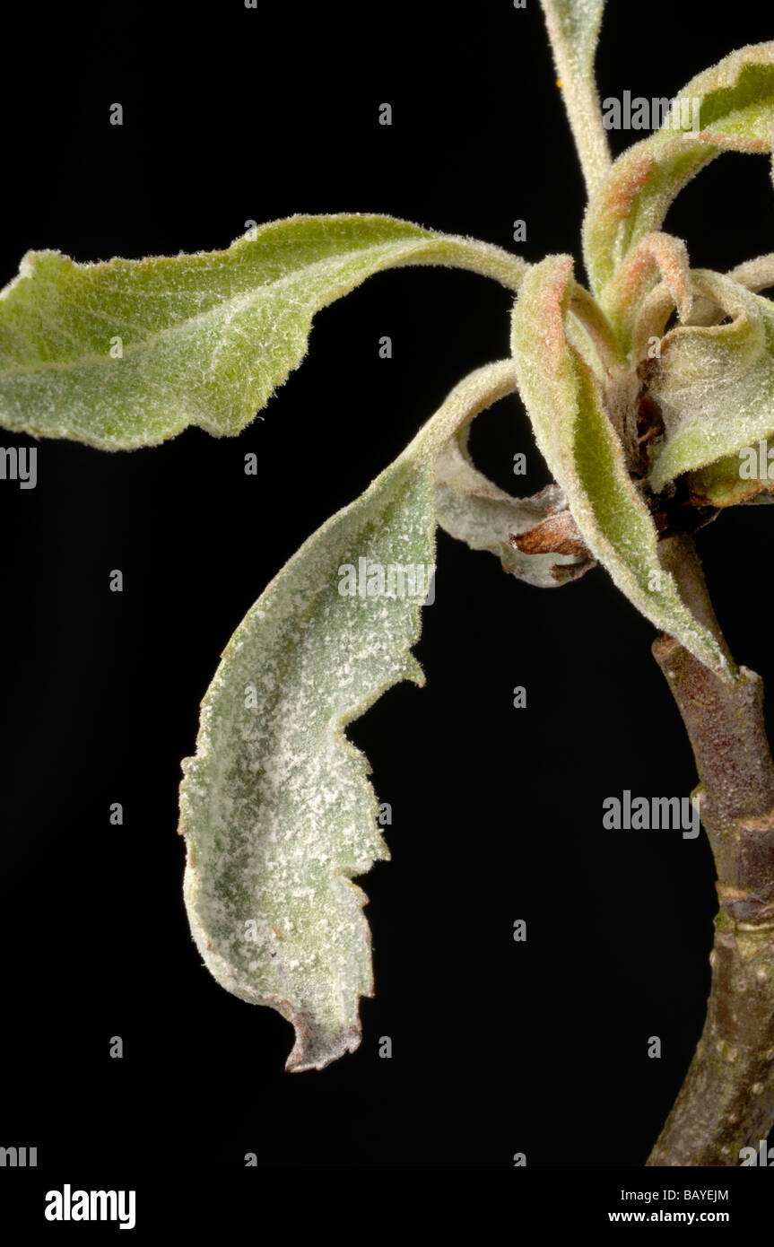 Podosphaera High Resolution Stock Photography and Images - Alamy